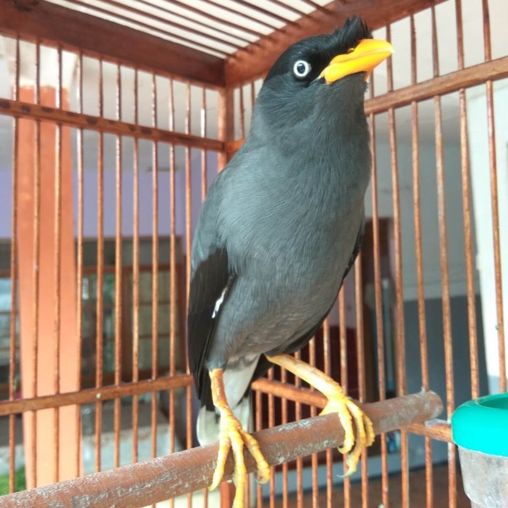 Jual Burung Jalak Kebo bahan | Shopee Indonesia