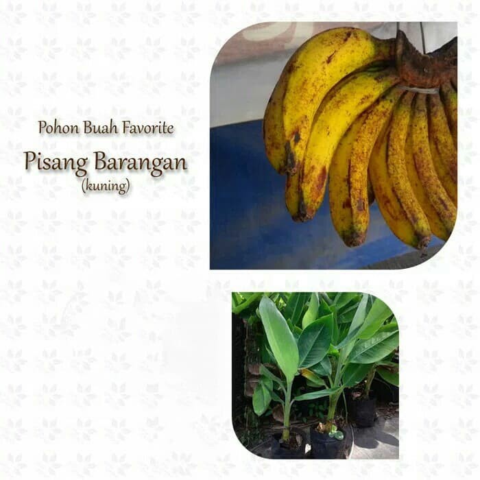 Jual Bibit Pisang barangan - pohon buah barangan merah super DDD ...