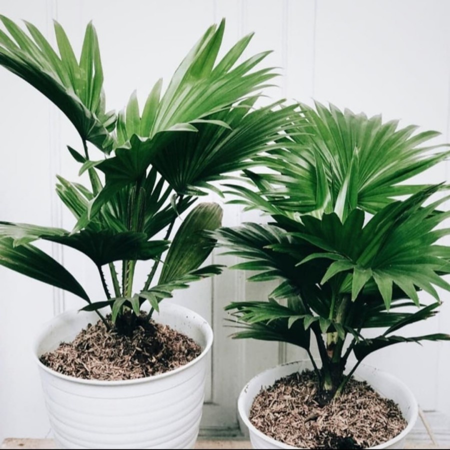 Jual Tanaman Palem Bintang - Bibit Pohon Palm Bintang / Tanaman Hias ...