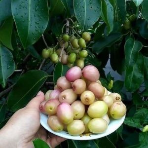 Jual Bibit buah duwet putih (duet/jamblang) okulasi benih pohon didalam ...