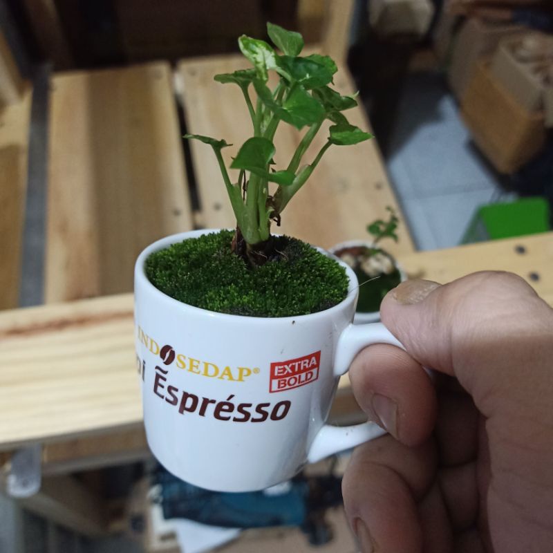 Jual pot keramik bonsai shito mame | Shopee Indonesia Jual pot keramik bonsai shito mame | Shopee Indonesia