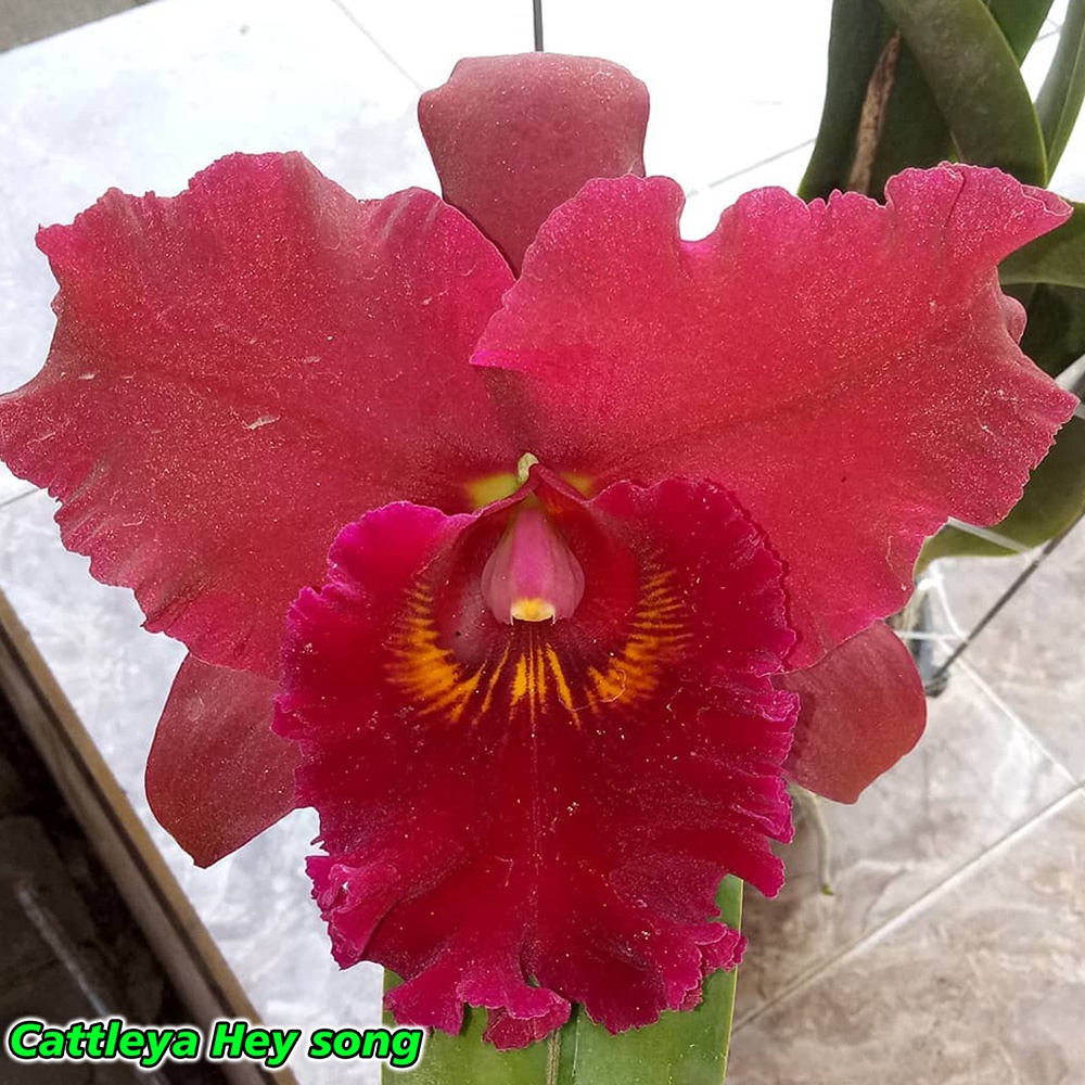 Jual Anggrek Cattleya Dewasa Bunga Besar Siap Bunga | Shopee Indonesia