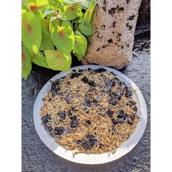 Jual media tanam organik 500 gram / sekam / tanah / bunga | Shopee ...