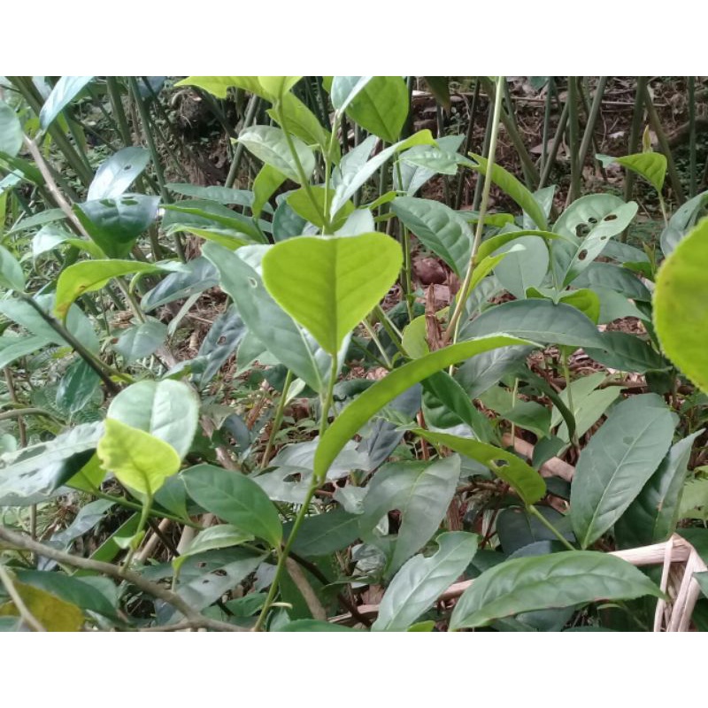 Jual Pucuk daun teh 1 kg | Shopee Indonesia