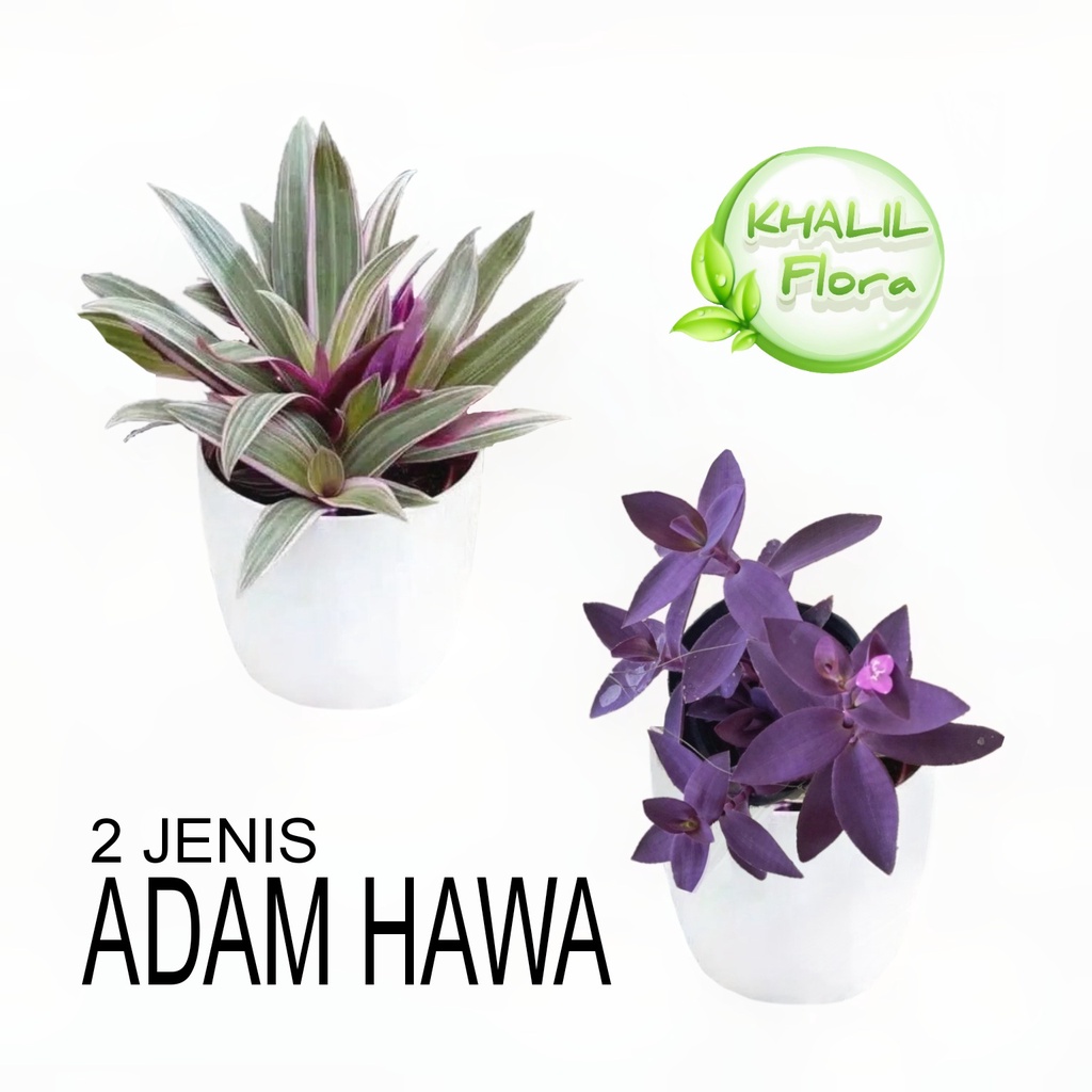 Jual Paket Tanaman Hias Adam Hawa 2 Jenis Bunga | Shopee Indonesia
