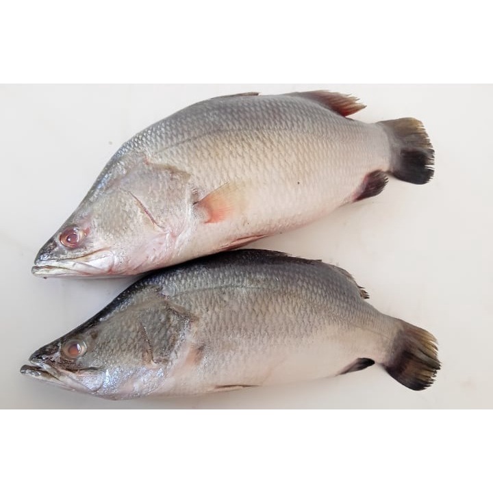 Jual Ikan Kakap Putih/Baramundi | Shopee Indonesia