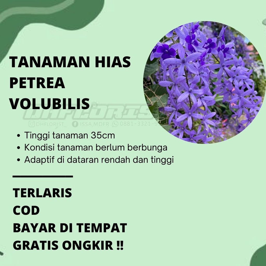 Jual Tanaman Bunga petrea volubilis | Shopee Indonesia