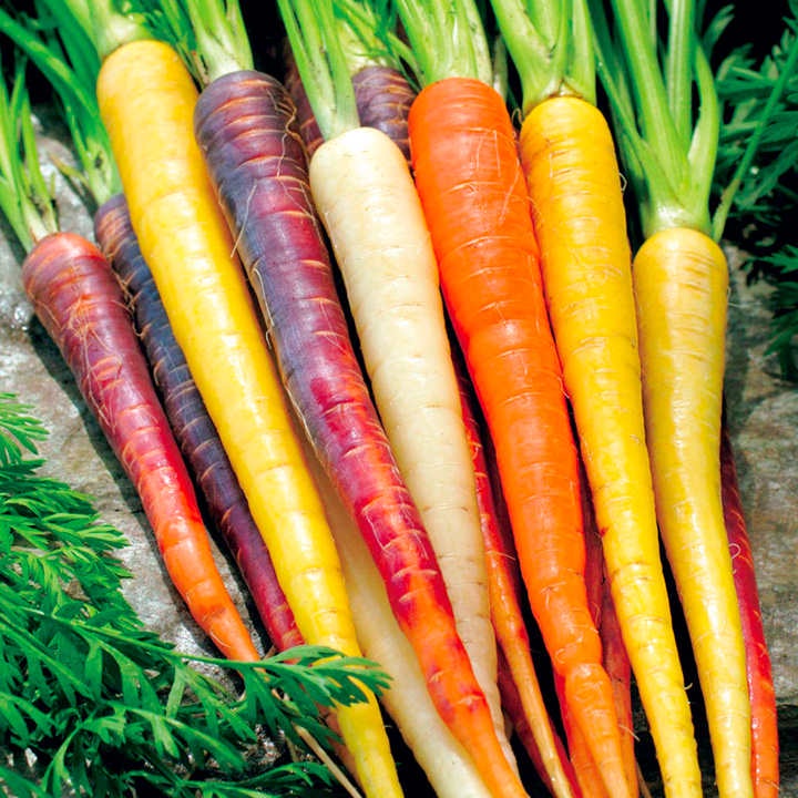 Jual BIJI BENIH WORTEL PELANGI CARROT RAINBOW BLEND MIX F1 BENIH SAYUR ...