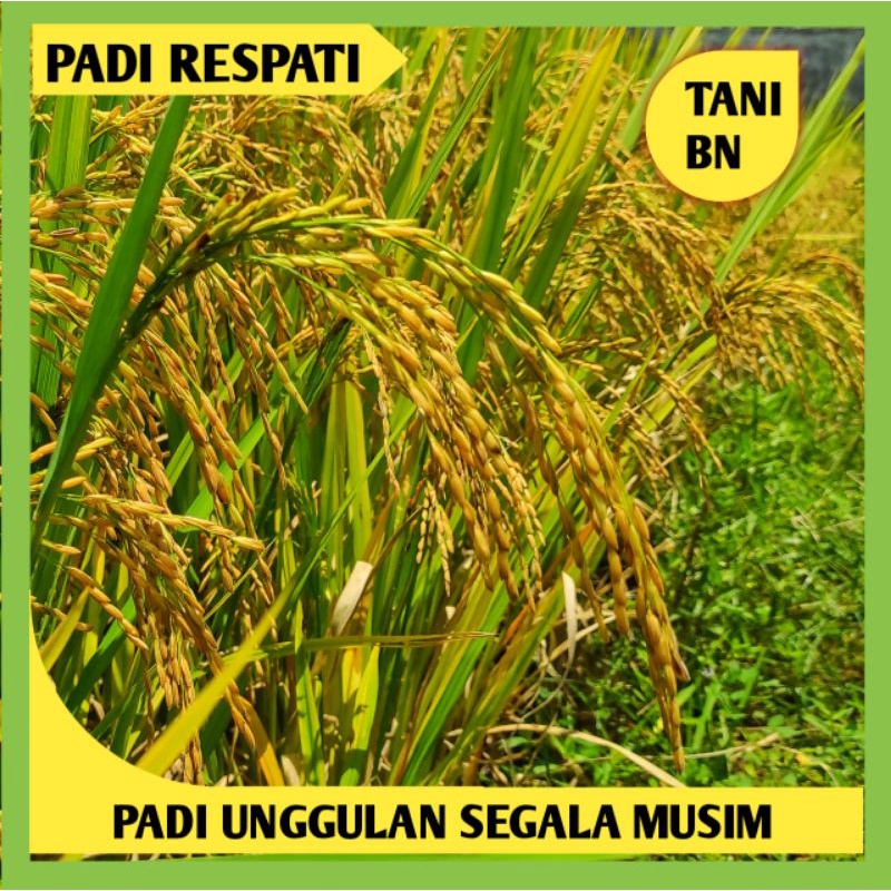 Jual Benih Padi Respati 5 kg Padi Tahan Roboh Padi Daun Sudung Tegak ...