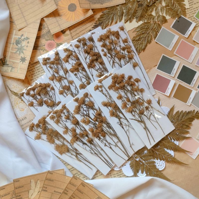 Jual [Dayokeu] Bunga Pikok Kering Alami - Bunga Kering Aesthetic ...