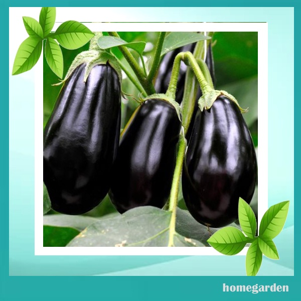 Jual Bibit Terong Jepang Benih Terong Ungu Jumbo Bibit Unggu Tanaman Sayuran Benih Nashubi 