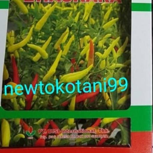 Jual Benih cabe rawit putih hibrida BHASKARA F1 10 gram cabai baskara ...
