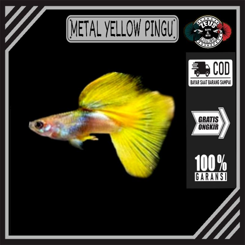 Jual Metal Yellow Pingu pasangan akuarium | Shopee Indonesia