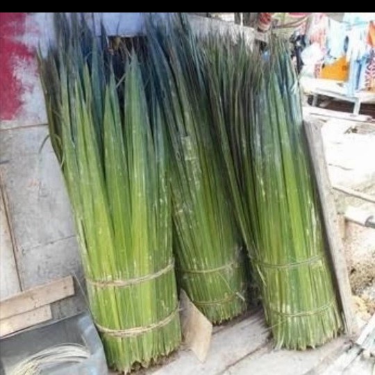 Jual Daun nipah - daun dahon - daun rumbia - bahan kerajinan tangan ...