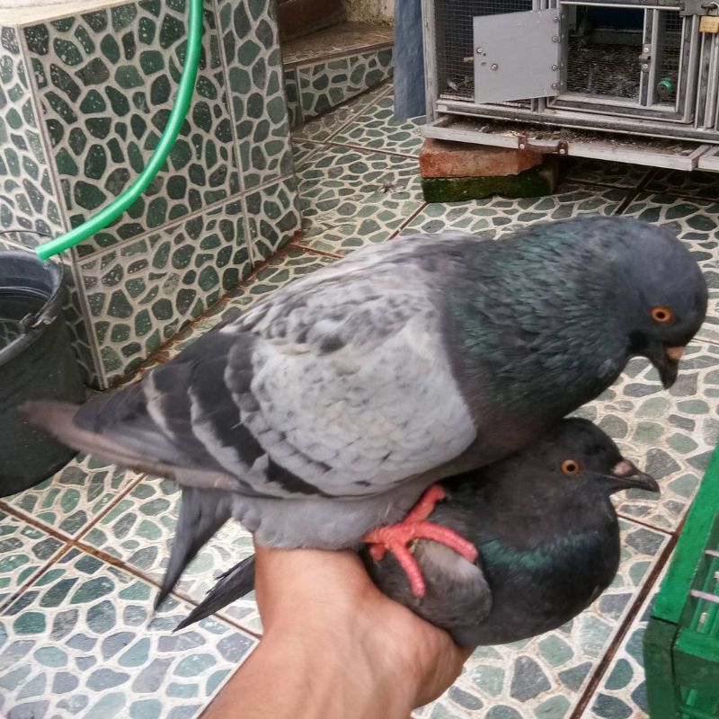 Jual BURUNG MERPATI GIRING SEPASANG DARA KEPLEK JANTAN DAN BETINA ...