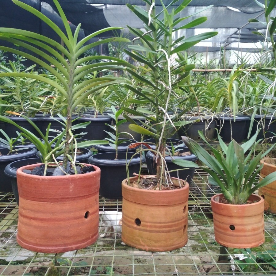 Jual Pot Anggrek Tanah / Pot Anggrek Liter Terakota No 1 | Shopee Indonesia