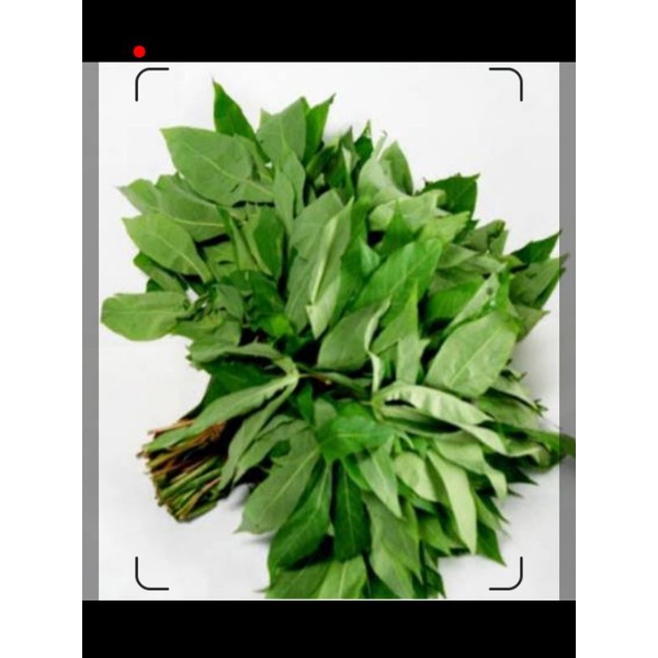 Jual daun singkong segar satu ikat besar500grm | Shopee Indonesia