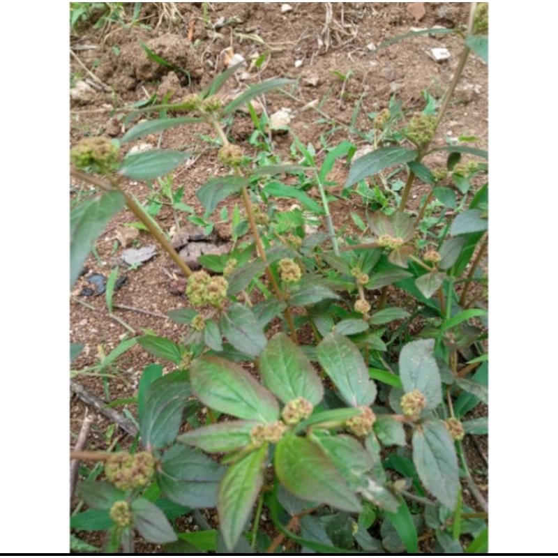 Jual jual daun petikan kebo /200g | Shopee Indonesia