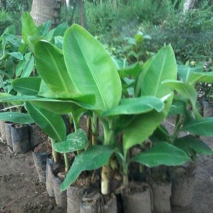 Jual Bibit Tanaman Buah Pisang Raja Bulu Unggul dan Super AA55 DDD ...