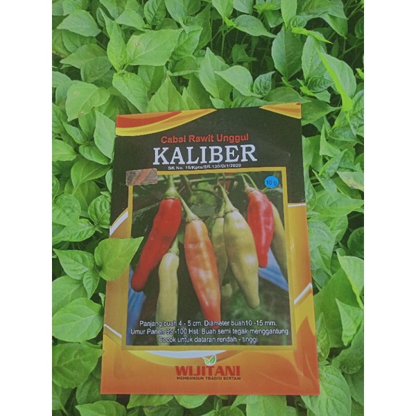 Jual bibit cabai jenis kaliber 10gram (-+2000 biji) | Shopee Indonesia