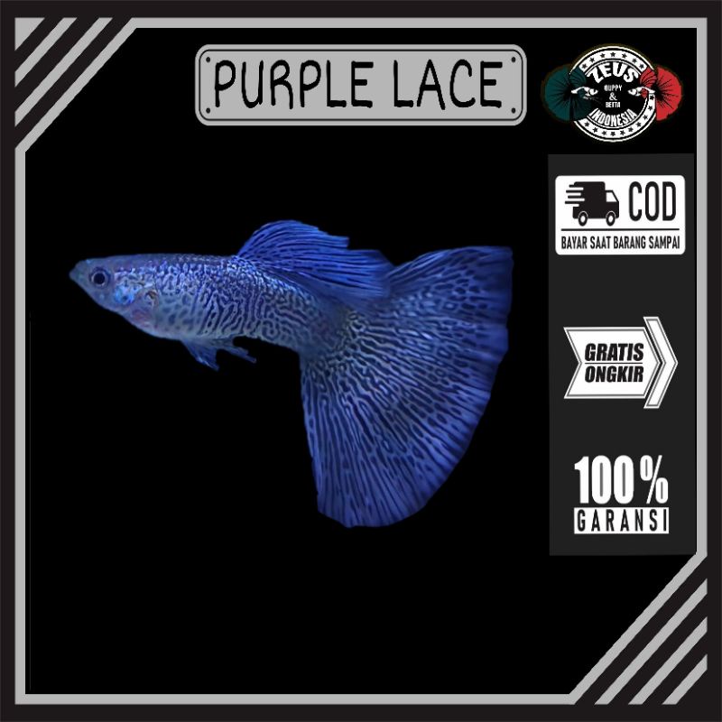 Jual Guppy Purple Lace pasangan hiasan akuarium | Shopee Indonesia