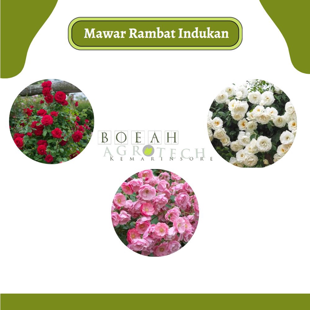 Jual Tanaman Bunga Mawar Rambat Indukan Besar Dewasa Kondisi Rimbun dan ...