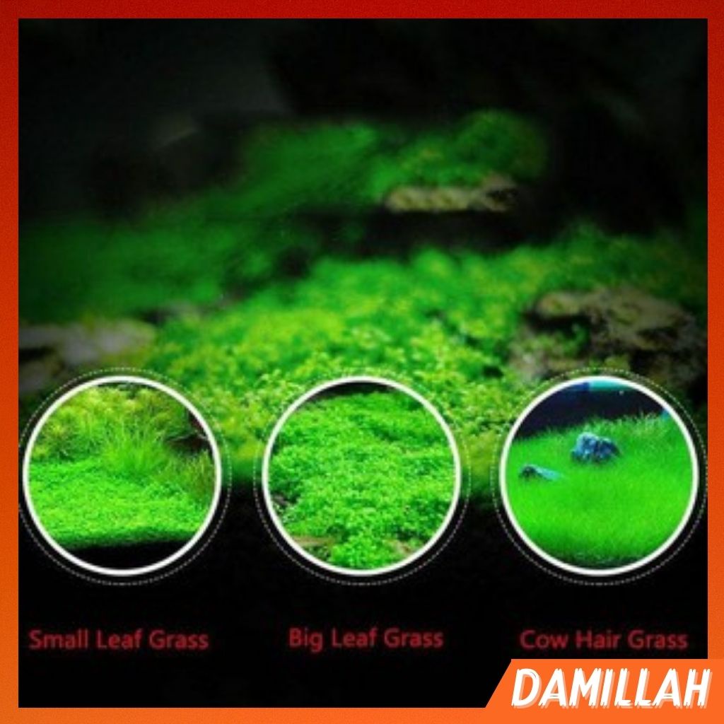 Jual Bibit Rumput Tanaman Lucky Clover Love Grass Aquascape Carpet Seed ...
