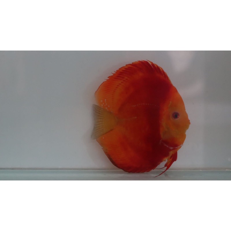 Jual Ikan discus red melon 1 inch | Shopee Indonesia