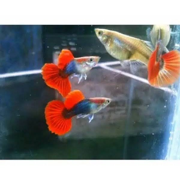Jual Replika patung plastik kecil prt gold micarif afp warna warni ...