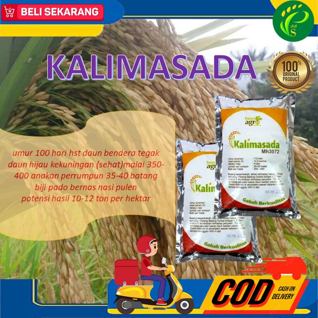 Jual Biji Padi Kalimasada Silver 10 ton per ha 1 kg | Shopee Indonesia