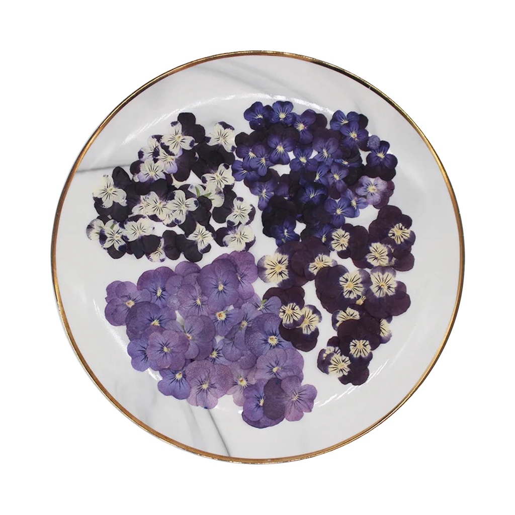 Jual [Pack] Pansy Flower / Viola - Hi Quality Pressed Flower For ...