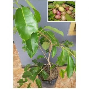 Jual Terlaris Bibit buah duwet putih (duet/jamblang) okulasi benih ...