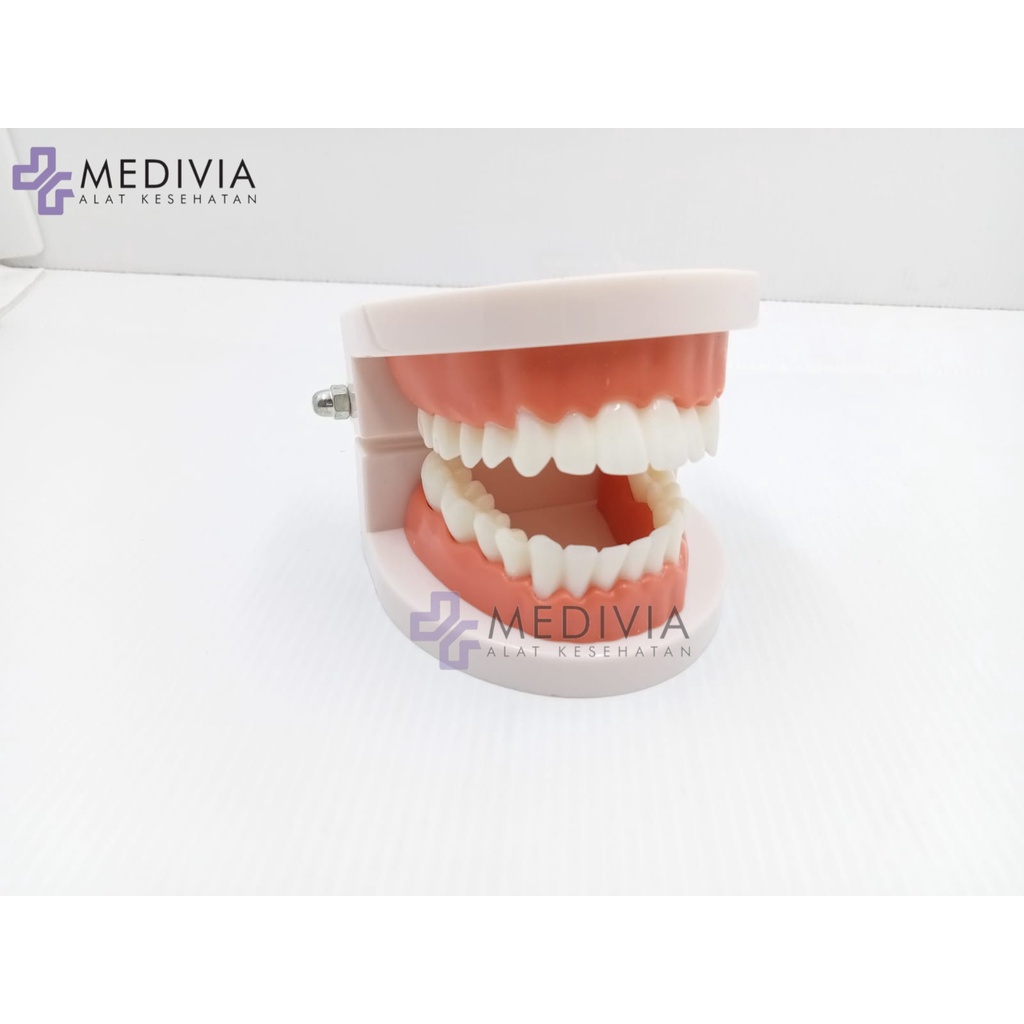 Jual DENTAL MODEL STUDY EDUKASI DOKTER GIGI PHANTOM STUDI RAHANG GIGI ...