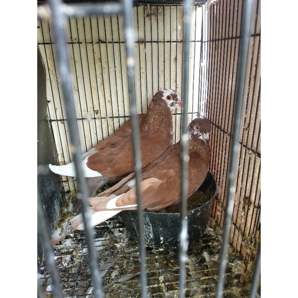 Jual Burung merpati dara sepasang | Shopee Indonesia