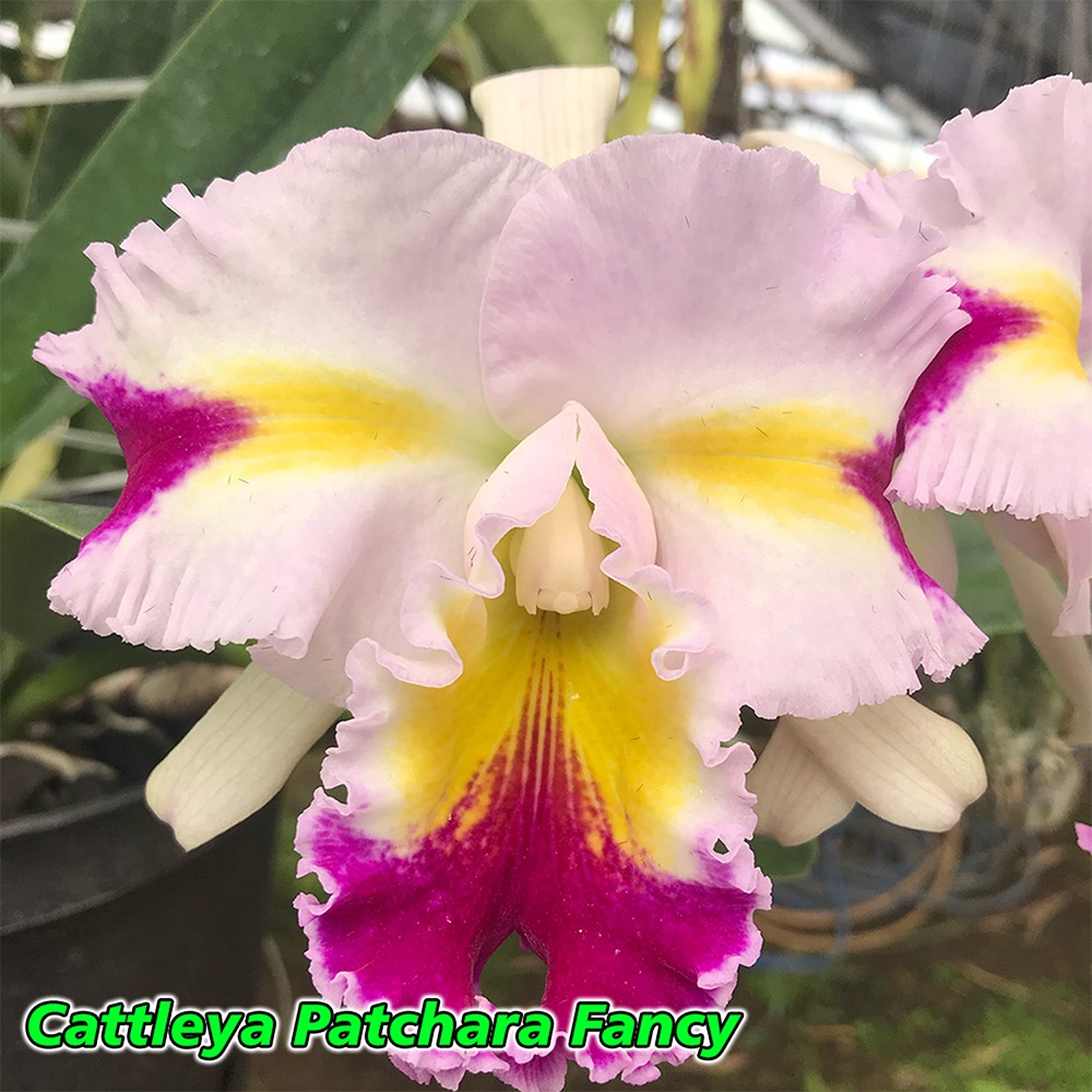 Jual Anggrek Cattleya Dewasa Bunga Besar Siap Bunga | Shopee Indonesia