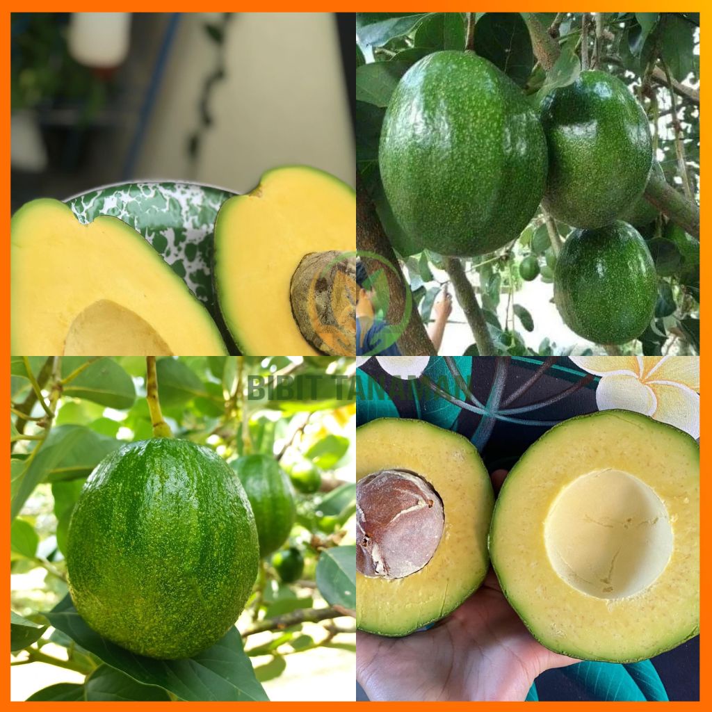 Jual Bibit Alpukat Markus Tinggi 1 Meter Up Batang Besar / Alpukat ...