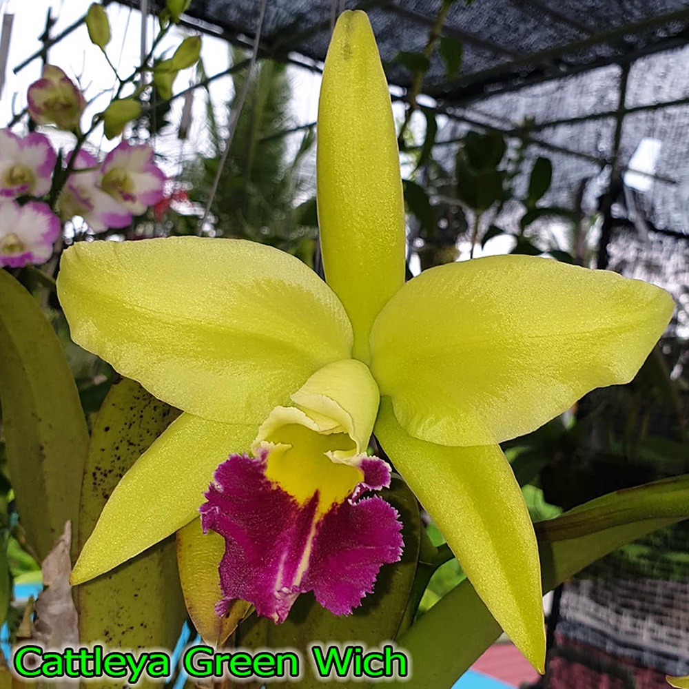 Jual Anggrek Cattleya Dewasa Bunga Besar Siap Bunga | Shopee Indonesia