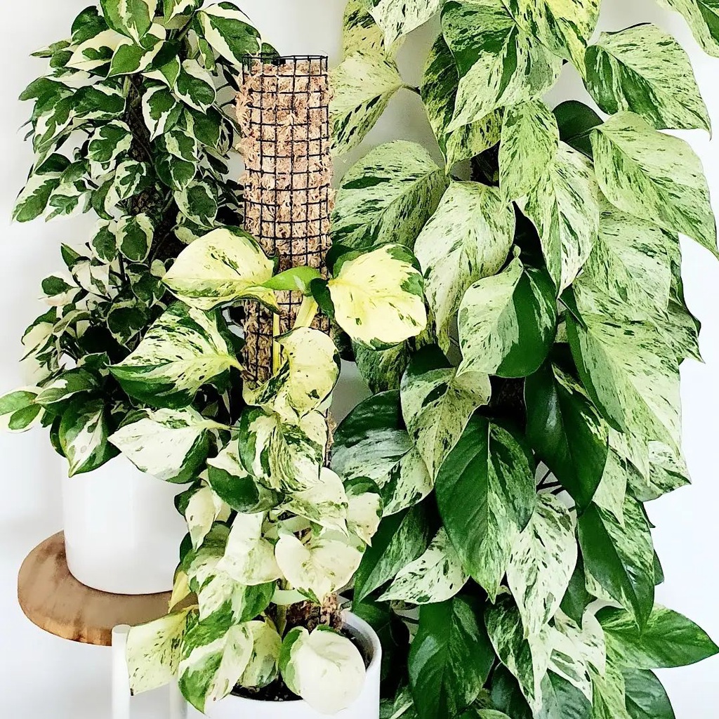 Jual Tanaman Merambat Indoor Outdoor / Epipremnum Hijau Putih Kuning ...