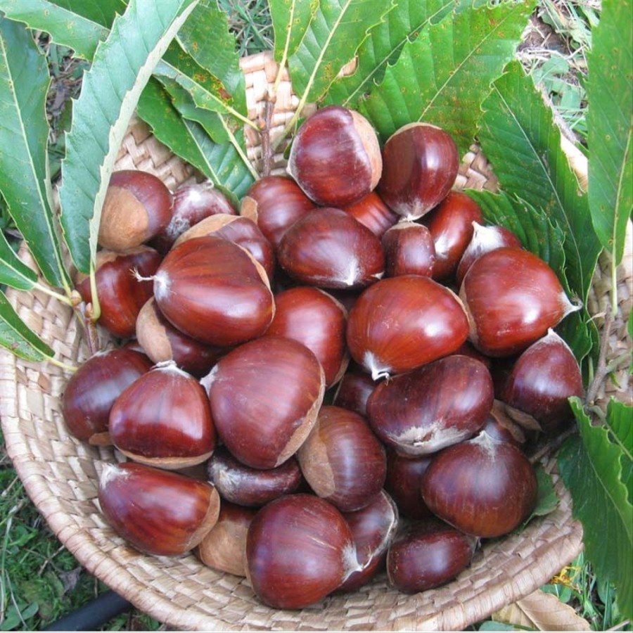 Jual Buah Sayur Segar Jengkol / Dogfruit / Ngapi Nut 500gr - 1kg ...