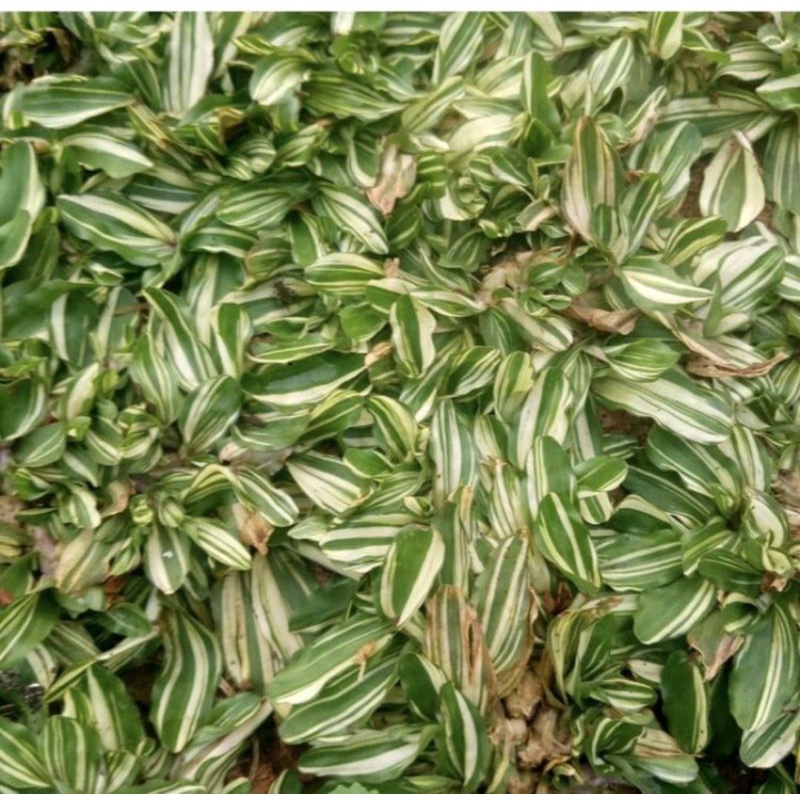 Jual KEBUN.MUKLIS - Rumput Gajah Mini Varigata 1 X 1 Meter Berjarak ...