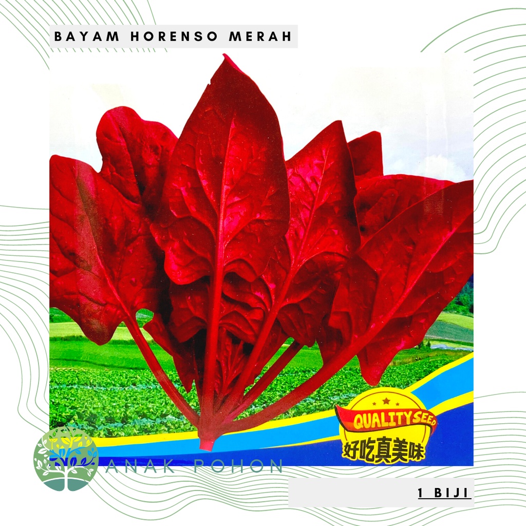 Jual Benih Bibit Biji - Bayam Horenso Merah Horenzo Poeleng Spinach ...