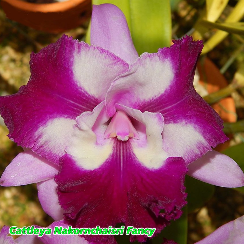 Jual Anggrek Cattleya Dewasa Bunga Besar Siap Bunga | Shopee Indonesia