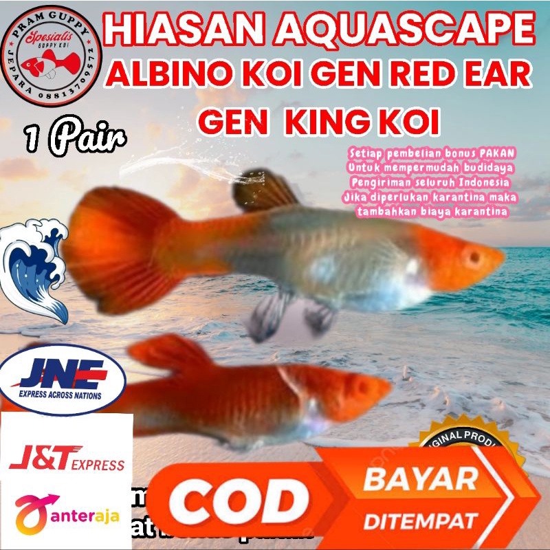 Jual hiasan aquascape albino koi gen king koi red ear 1 pair | Shopee Indonesia