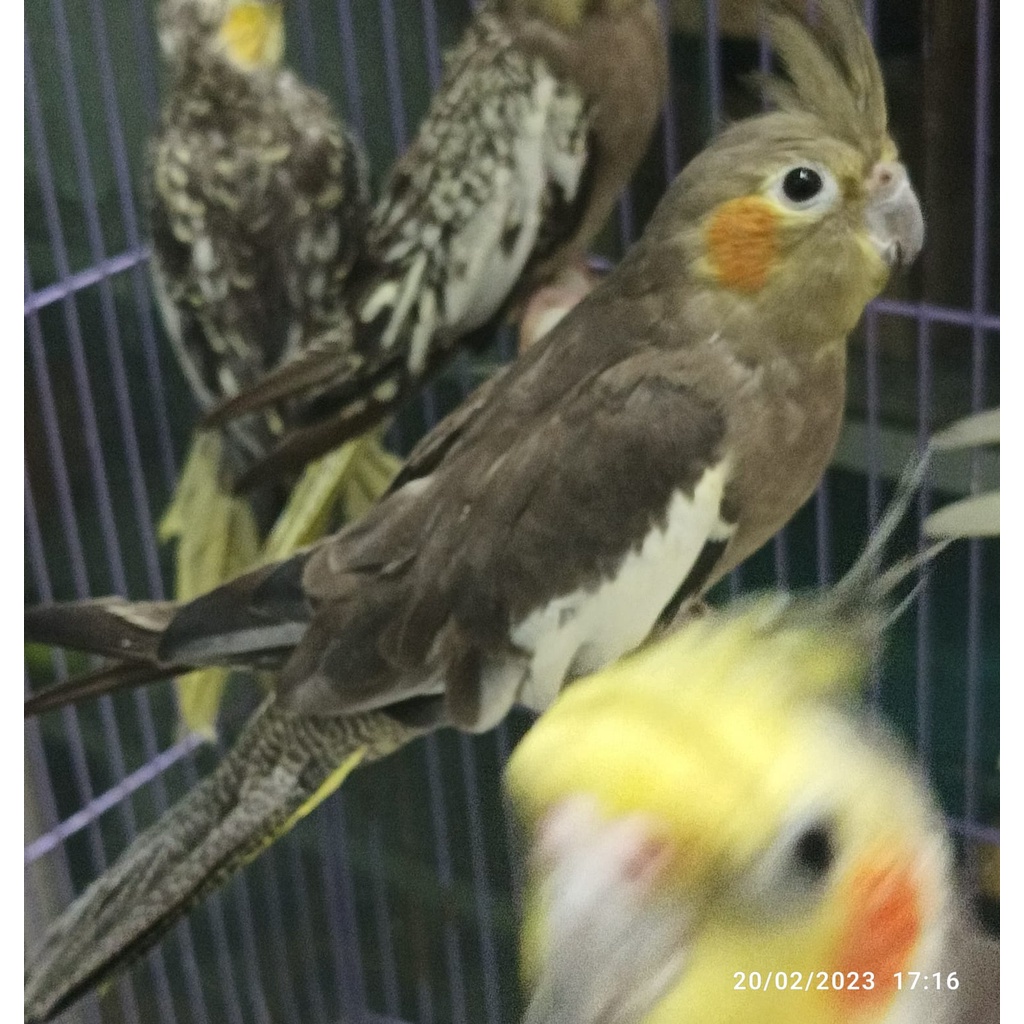 Jual BURUNG PARKIT AUSTRALI FALK JANTAN TOMPEL | Shopee Indonesia