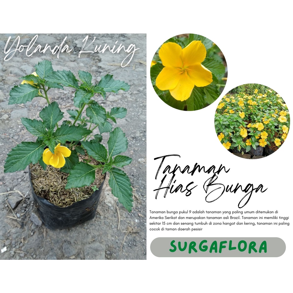 Jual Tanaman Hias Bunga Yolanda Kuning - Pukul 9 Sudah Berbunga ...