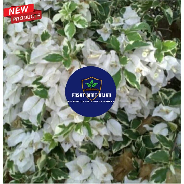 Jual Bibit Bunga Kertas Cepat Berbunga | Shopee Indonesia