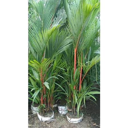 Jual bunga palm merah promo uk 1- 1,2 m-+ sudah beranak banyak | Shopee ...