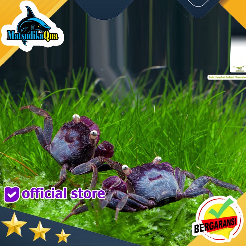 Jual Kepiting Hias Bogorensis Bodorensis Vampire Crab Paludarium ...