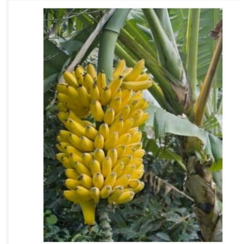 Jual bibit pisang Raja atau pisang sajen | Shopee Indonesia