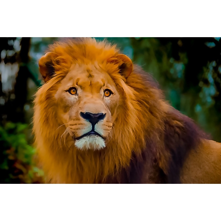 Jual READY POSTER SINGA-2 ukuran 40x60cm, BAHAN LUSTER CETAK UV, BISA ...